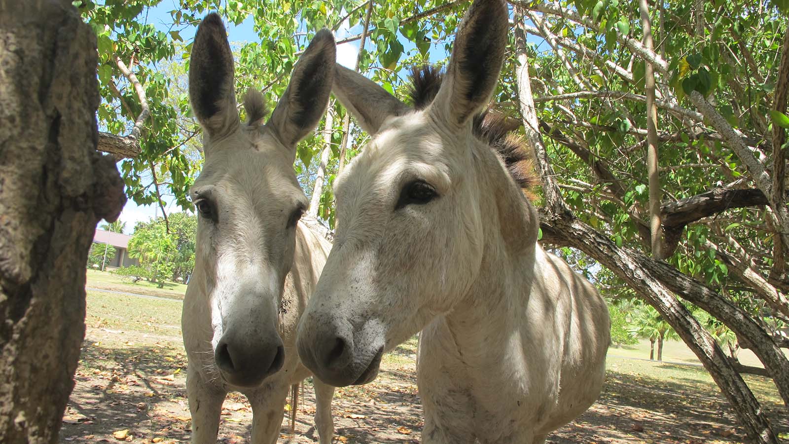 Home - US Virgin Islands Hotels and Resorts